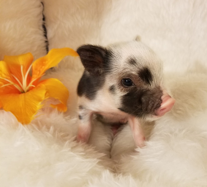 Home - Mini Pocket Pigs