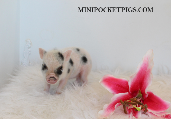 Home - Mini Pocket Pigs