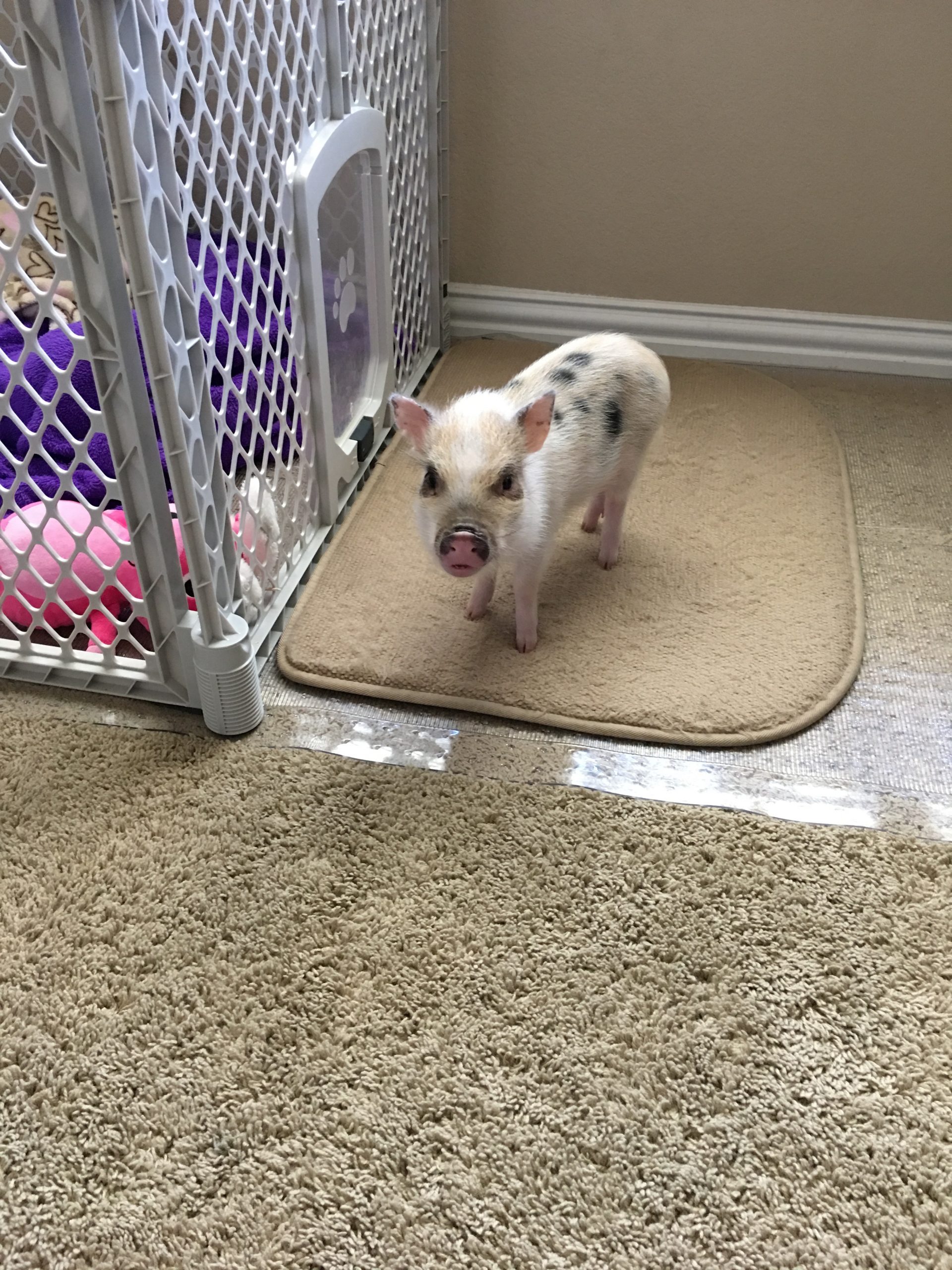 Home - Mini Pocket Pigs : Mini Pocket Pigs